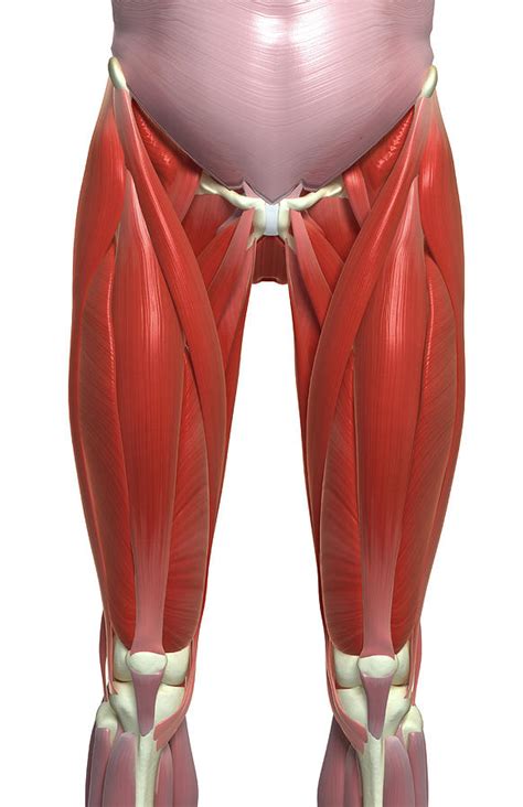 The Muscles Of The Lower Limb By MedicalRF