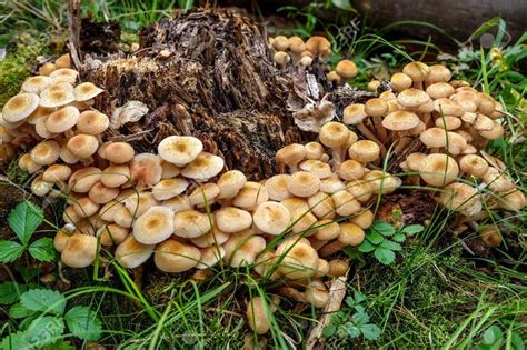 Armillaria Mellea