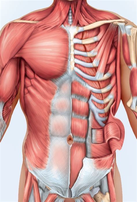 Anterior Abdomen And Thorax Muscles Diagram Quizlet