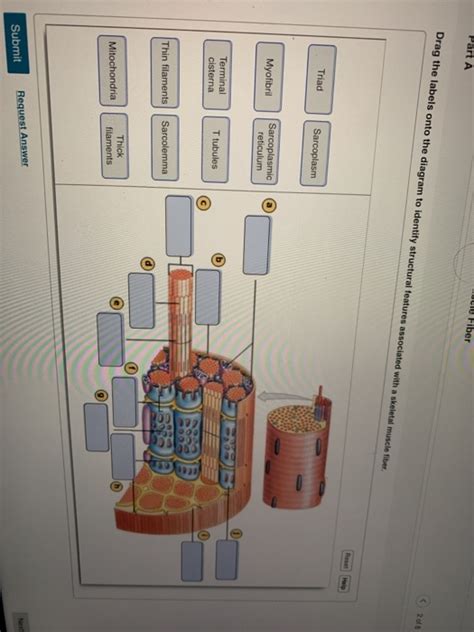 Drag The Labels Onto The Diagram To Identify Structural CCB