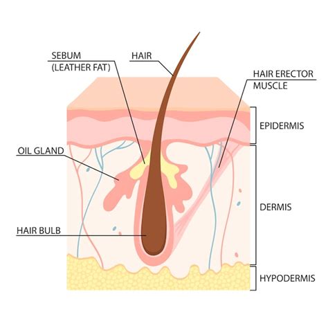 Share Parts Of Hair Follicle Poppy