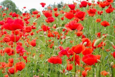 Os Nomes Comuns Do Rhoeas Do Papaver Incluem O Milho Da Papoila