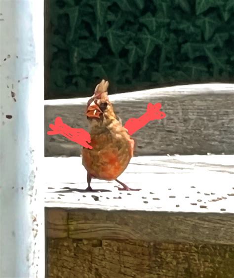 I Certainly Wouldn T Mess With Him R Birdswitharms
