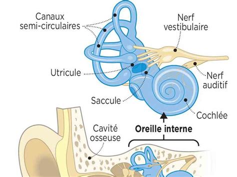Respiration Collecteur R Gler Traitement Pour Oreille Interne