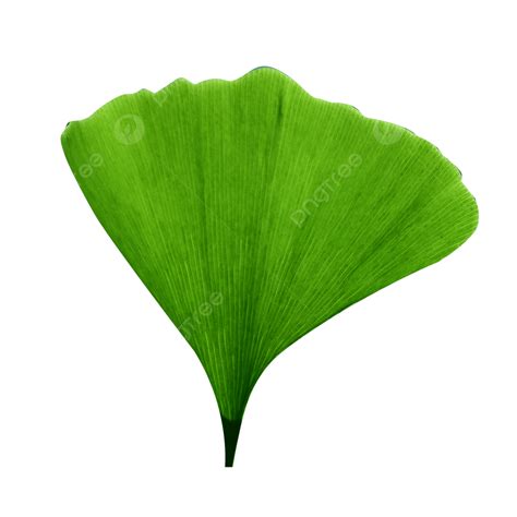 Hojas De Ginkgo PNG Salud Hoja Verano PNG Imagen Para Descarga