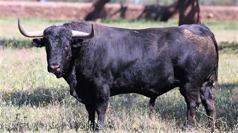 Descubre El Impresionante Peso De Un Toro De Lidia Impactante Y