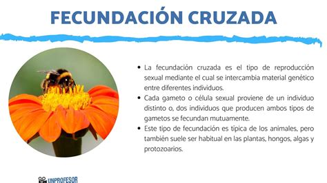 Qu Es La Fecundaci N Cruzada Con Ejemplos Y V Deo