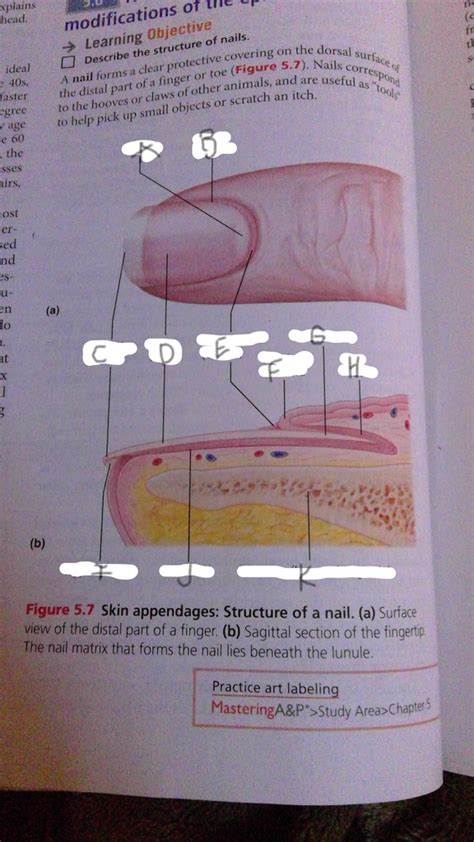 Structure Of Nail Diagram Quizlet