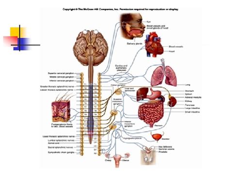 Physiology Of Autonomic Nervous System Comparison Of Somatic