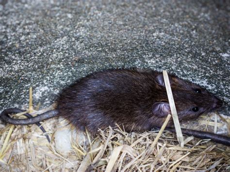 Comment se débarrasser des rats Hygiène Biotech