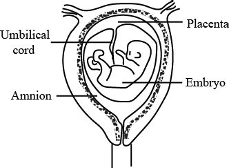 The Given Diagram Is Of A Developing Embryo In A Mother S Womb I Write