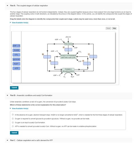 Part A The Coupled Stages Of Cellular StudyX