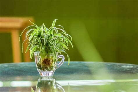 C Mo Reproducir Una Planta Tel Fono Huerto En Casa