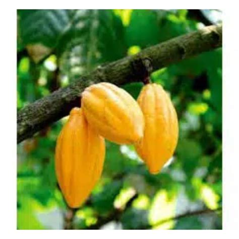 Jual Benih Biji Bibit Coklat Kakao Super GRATIS Polibag Shopee Indonesia