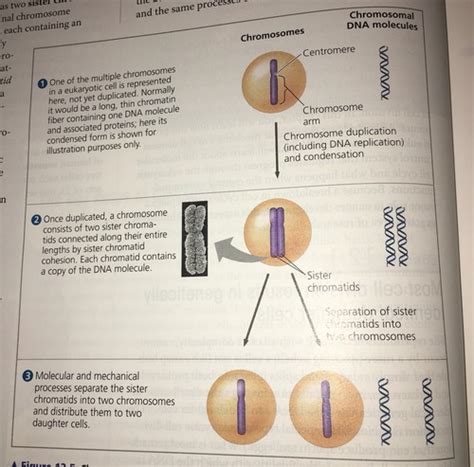 AP Biology Chapter 12 Notes Flashcards Quizlet