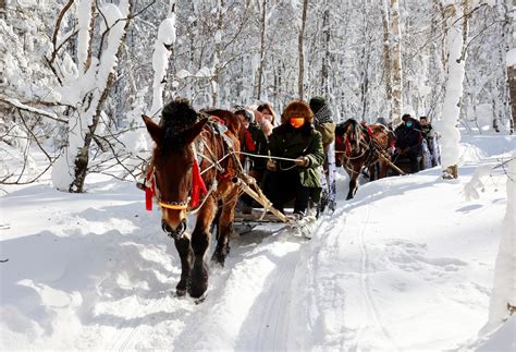 马拉爬犁穿越在老里克湖的林海雪原 延边新闻网