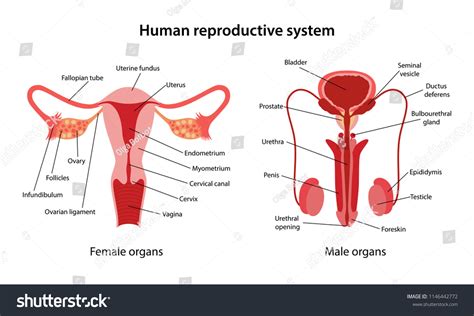 Human Reproductive System Main Parts Labeled Stock Vector Royalty Free