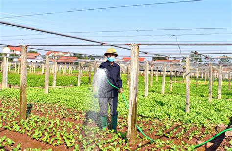 Phát huy vai trò nông dân trong phát triển kinh tế tập thể Nông thôn
