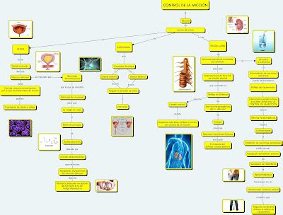 Blog de evidencias de Fisiología Básica Kevin Miller Zazueta Control