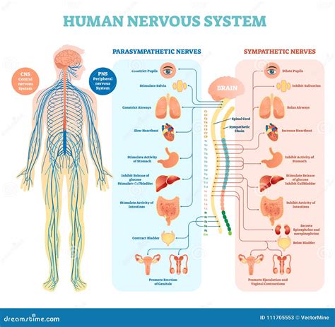 Diagramme Médical D illustration De Vecteur De Système Nerveux Humain