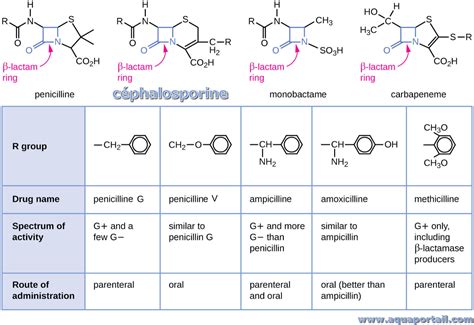 Céphalosporine définition et explications