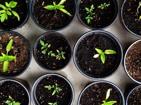 Calendrier Des Semis De Printemps Bio Terre