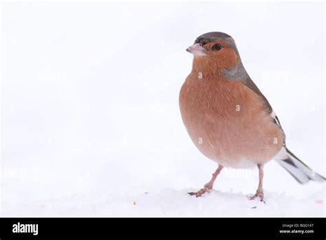 Male Chaffinch In The Snow Stock Photo Alamy