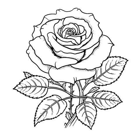 Einzelne Rose Ausmalbild Kostenlos Herunterladen