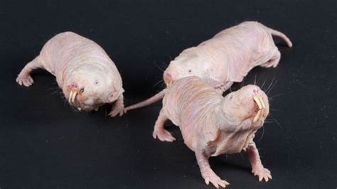 Comment les rats taupes nus à dents de sabre ne ressentent aucune douleur