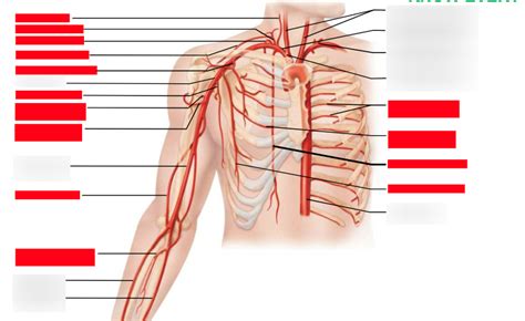 Figure 32 5 Arteries Of Right Upper Limb And Thorax Pt 2 Diagram Quizlet