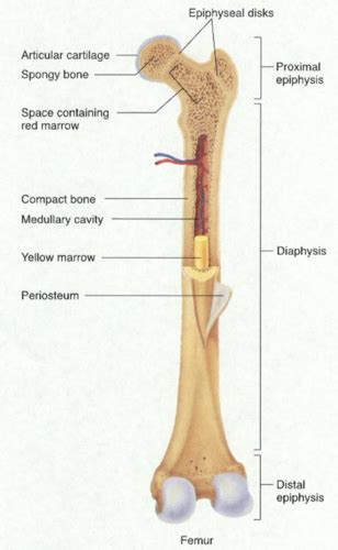 Musculoskeletal Examination Flashcards Quizlet