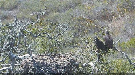 Fraser Point Bald Eagle Youtube
