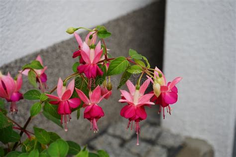 Winter Hardy Fuchsias Bloom In A Flower Pot In July In The Garden