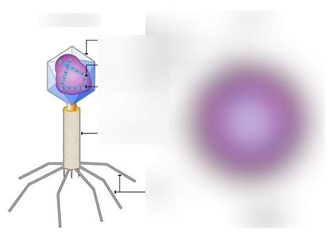 Biology Virus Diagram Quizlet