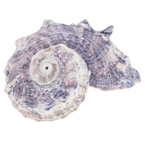 Floristik24 fr Coquilles d escargots Déco Escargots de mer Violet Blanc