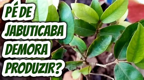 Quanto Tempo O P De Jabuticaba Demora Para Produzir Frutos Quantos