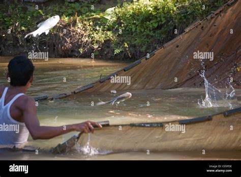 Bangladeshi Fisherman Catching Fish With A Net Showing Fish Jumping