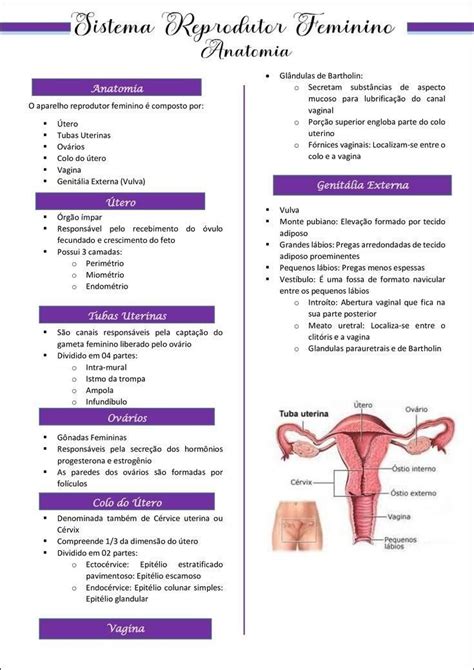 Mapas Mentais Sobre Anatomia Humana Study Maps Aparelho Reprodutor