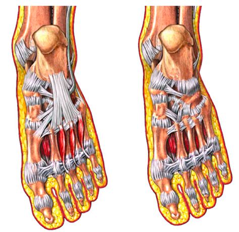 Ligaments Of The Foot Diagram Quizlet