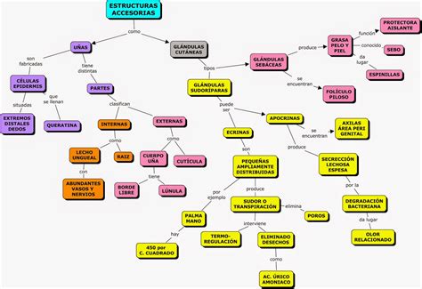 Mapa Conceptual Del Sistema Tegumentario MAPAS CONCEPTUALES MIND