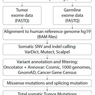Tumor Mutational Burden TMB Values Determined In Our Pediatric Cancer