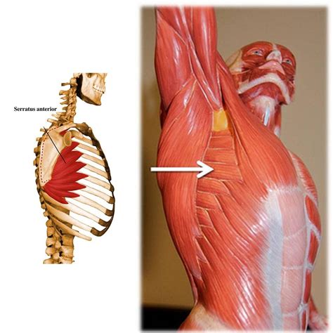 Musculus Latissimus Dorsi Гид по анатомии Авто мото orion tennis ru
