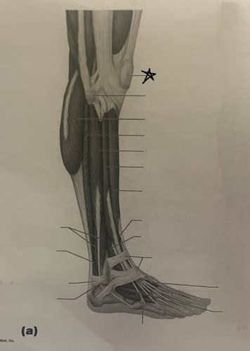 Lateral View Of Muscles Of Lower Leg Flashcards Quizlet