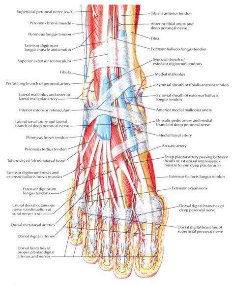 Muscles Of Dorsum Of Foot Superficial Dissection Bedahunmuh S Blog