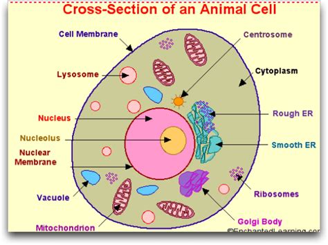 Plant Organelles