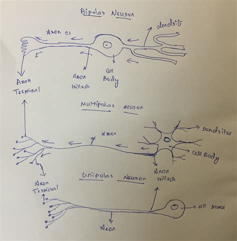 Solved Draw A Multipolar Neuron A Bipolar Neuron And A Unipolar