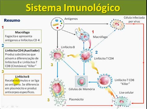 Tudo Morfo Imuno Lamina 04 Apoptose em Linfonodo Compreenda a Função