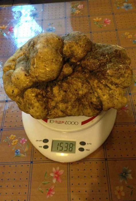 IL TARTUFO CHE FA BENE AL CUORE Centro Tartufi Molise
