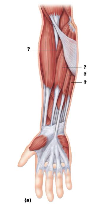 Muscles Of The Forearm And Wrist Diagram Quizlet