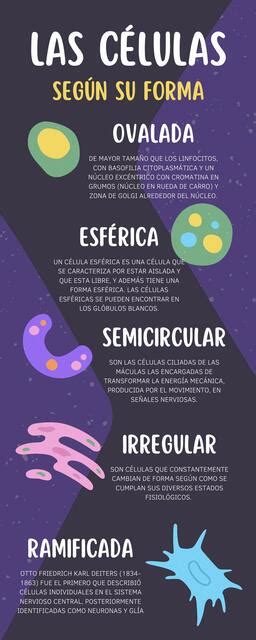 Células según su forma MARYURI LISBETH uDocz